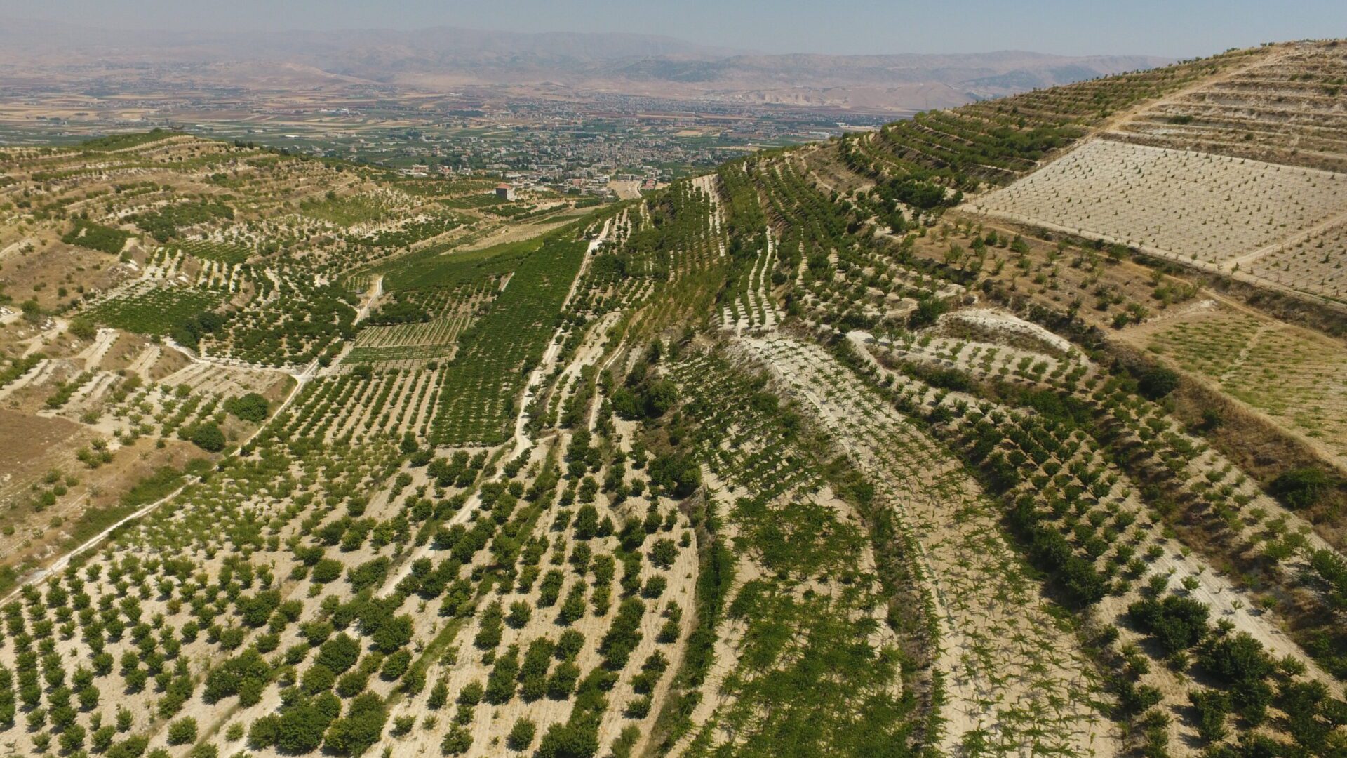 Bekaa Valley Vineyards - Ana BEIRUT