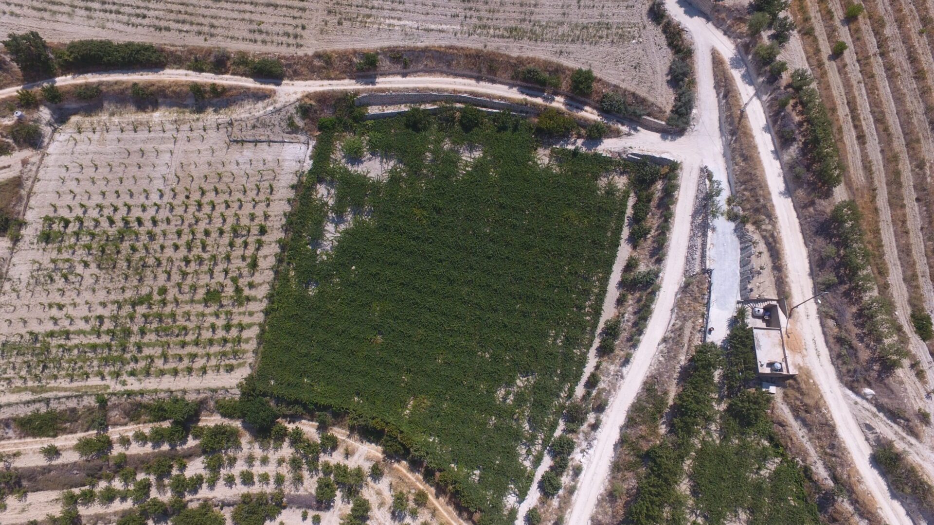 Bekaa Valley Vineyards - Ana BEIRUT