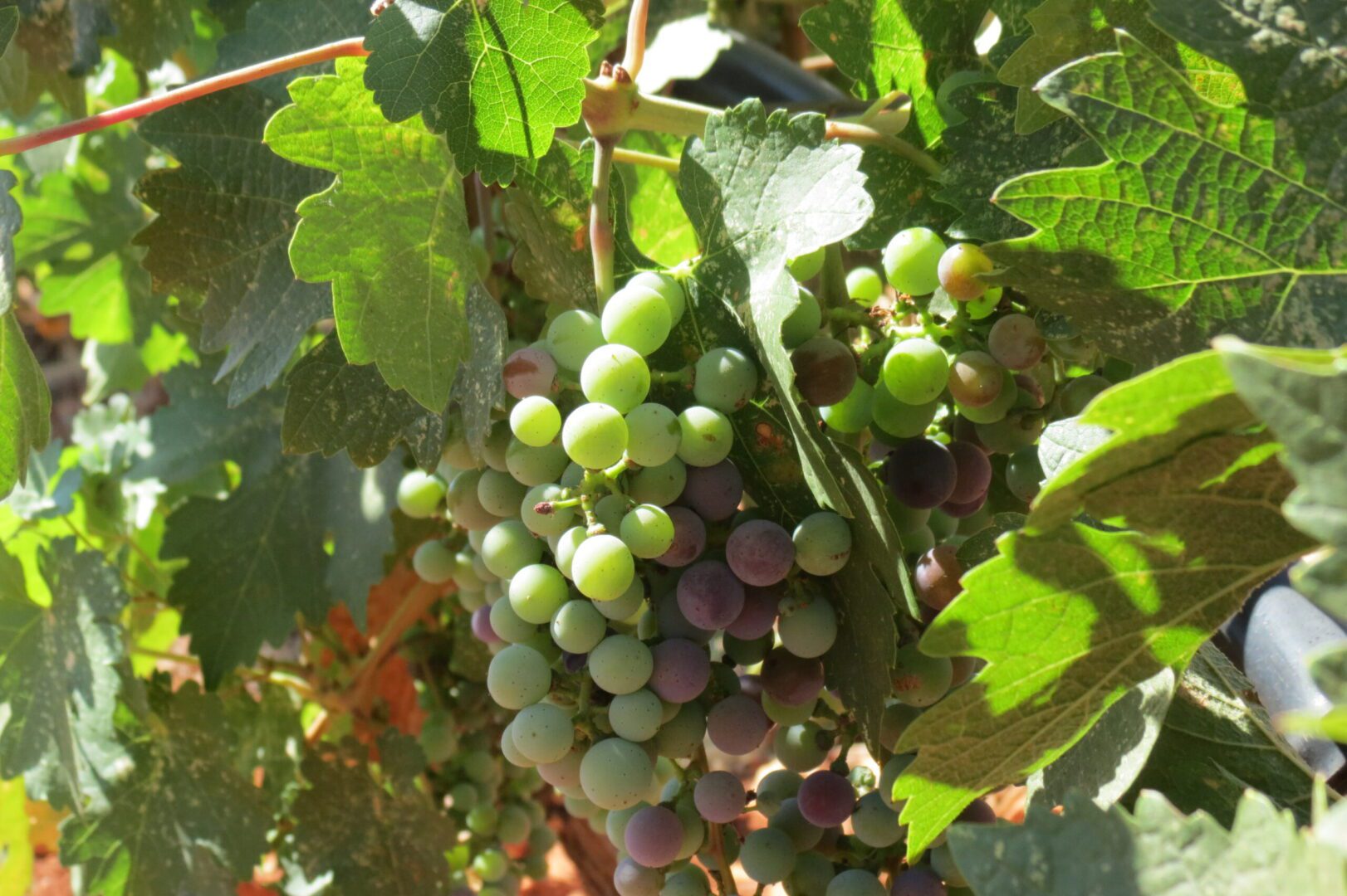 Bekaa Valley Vineyards - Ana BEIRUT